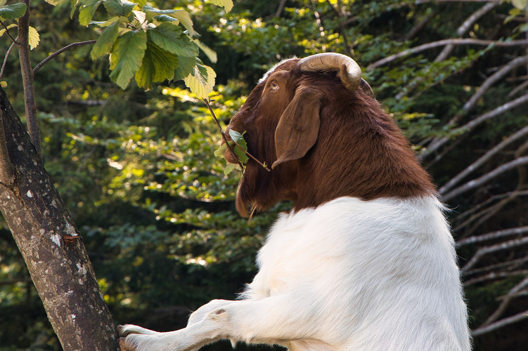 Understanding Nutrition in Sheep and Goats - Grit